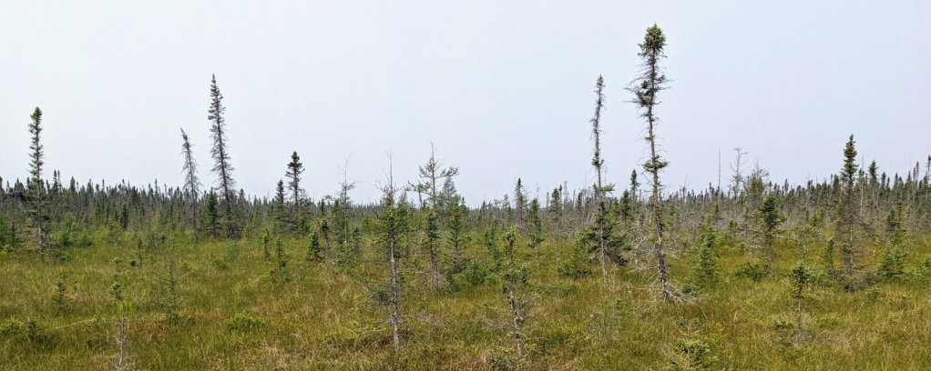 The Big Bog – Michael Janke